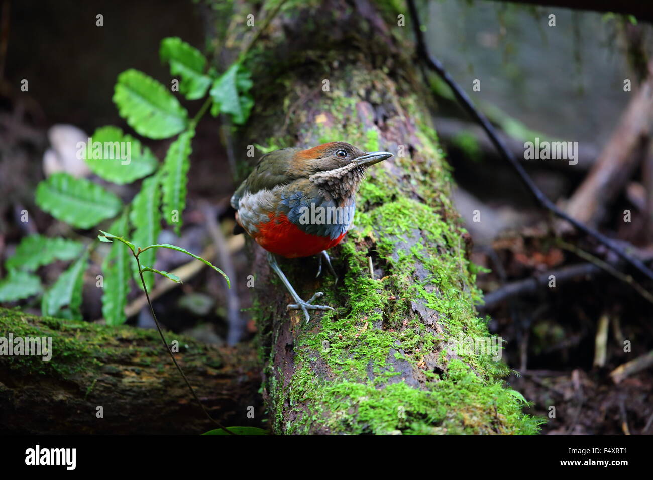 Whiskered Pitta (Erythropitta kochi) in Luzon, Philippines Stock Photo ...