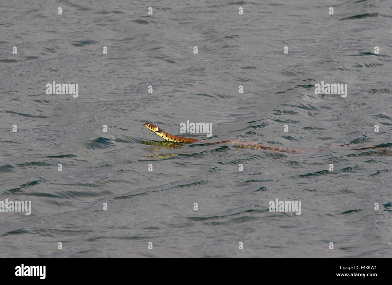 Adult grass snake hi-res stock photography and images - Alamy