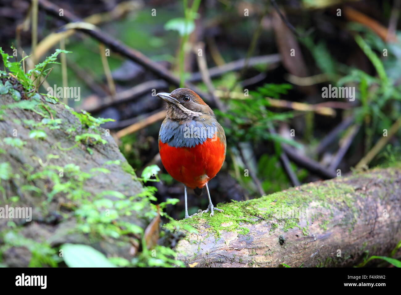 Whiskered Pitta (Erythropitta kochi) in Luzon, Philippines Stock Photo ...