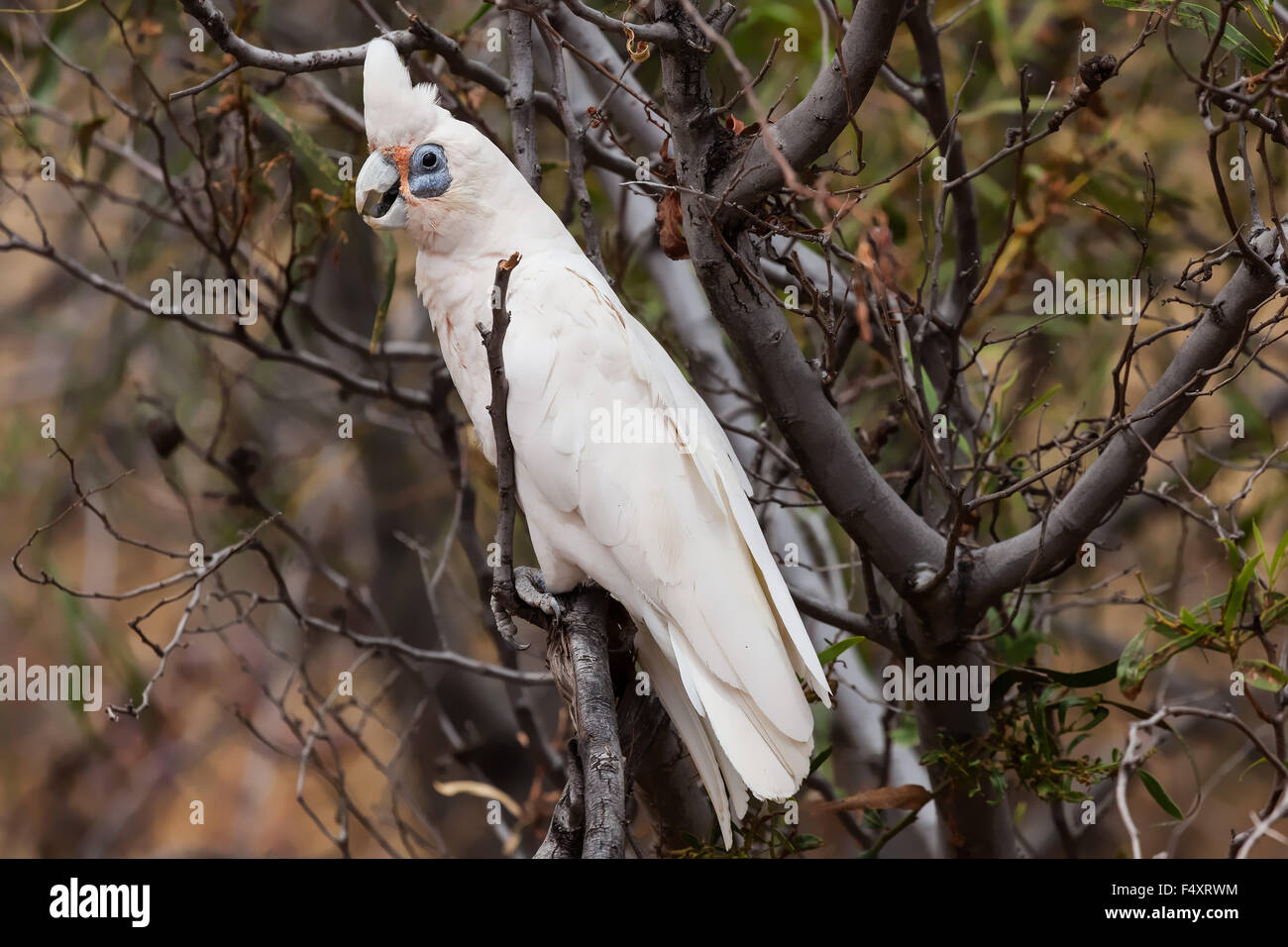 Western corella (Cacatua pastinator pastinator), also known as the ...