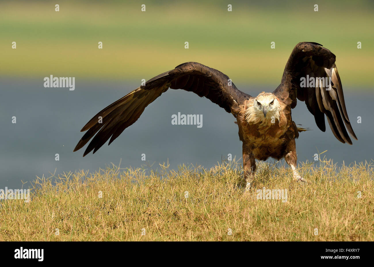 FISH EAGLE, Palla's Fish eagle Stock Photo - Alamy