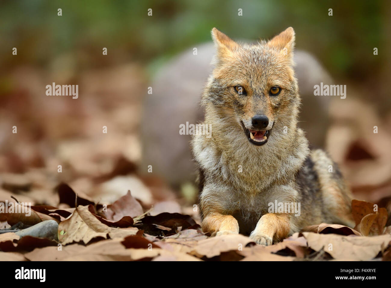 Indian wallpaper hi-res stock photography and images - Alamy