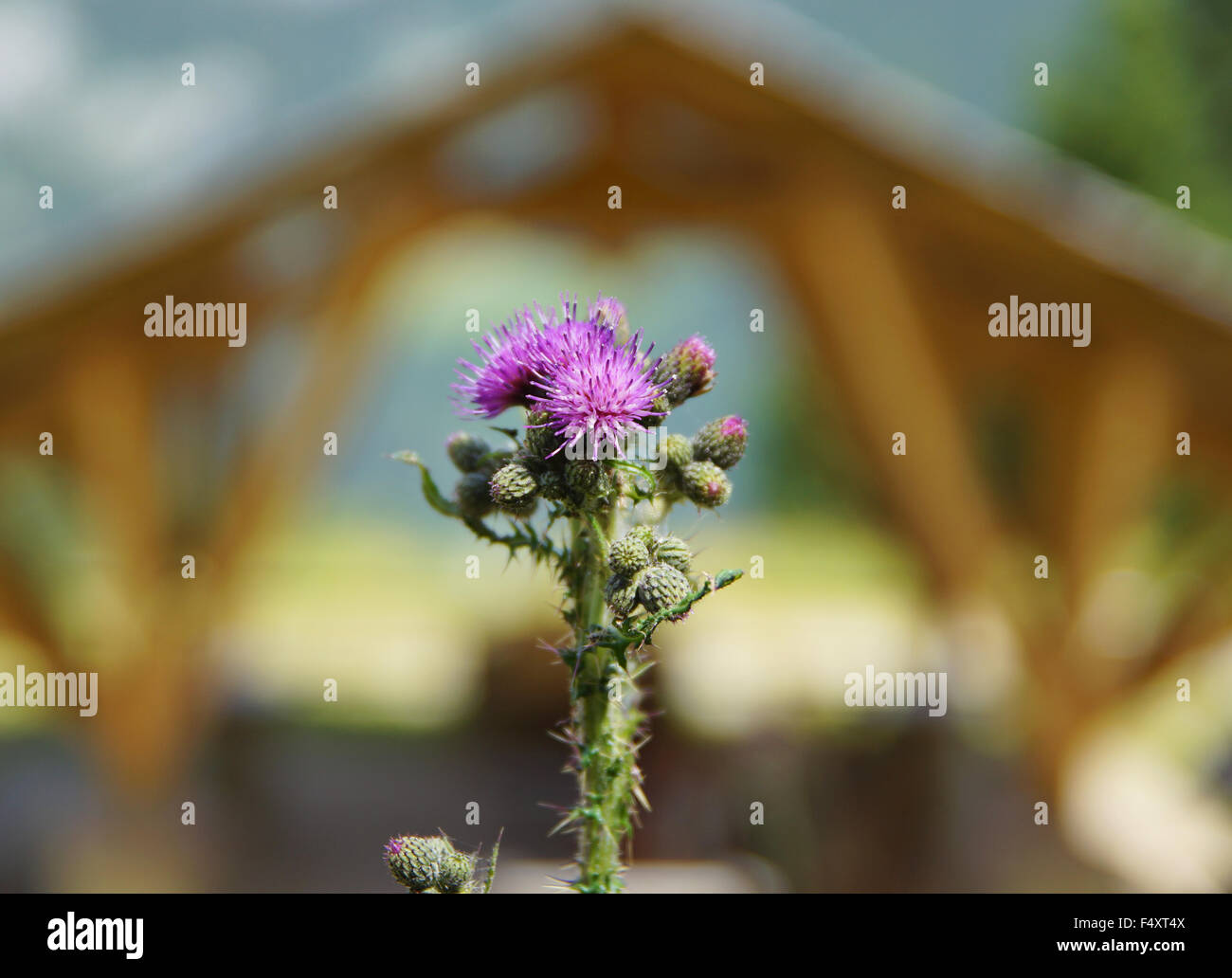 Simple floral background with natural wildflower in the Alps Mountains ...