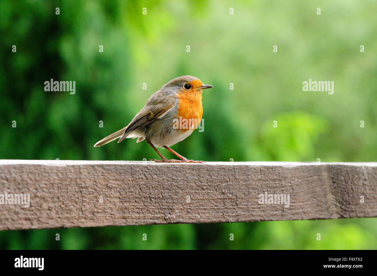Friendly robins hi-res stock photography and images - Alamy