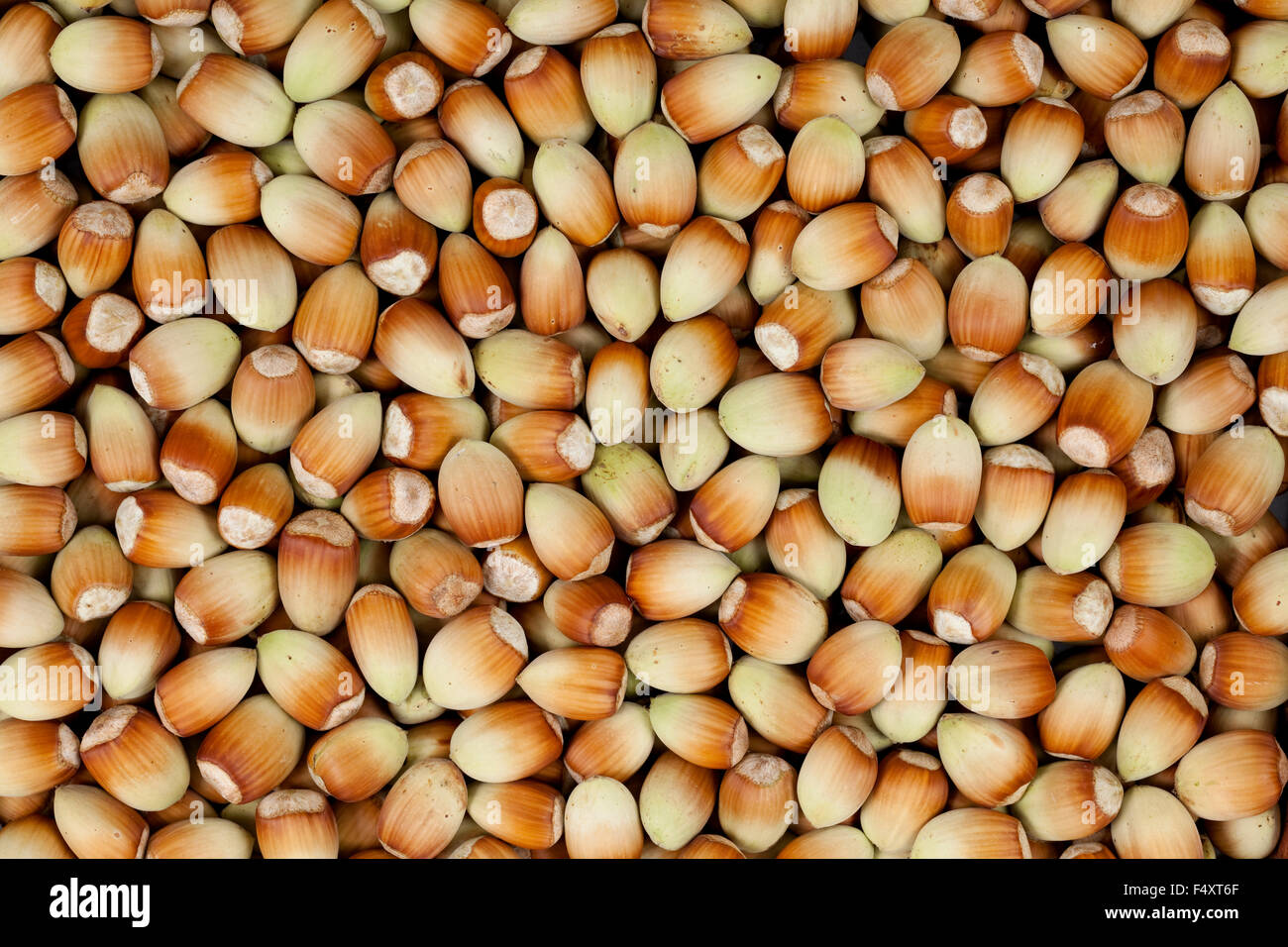 fresh hazelnut in nutshell as background Stock Photo - Alamy