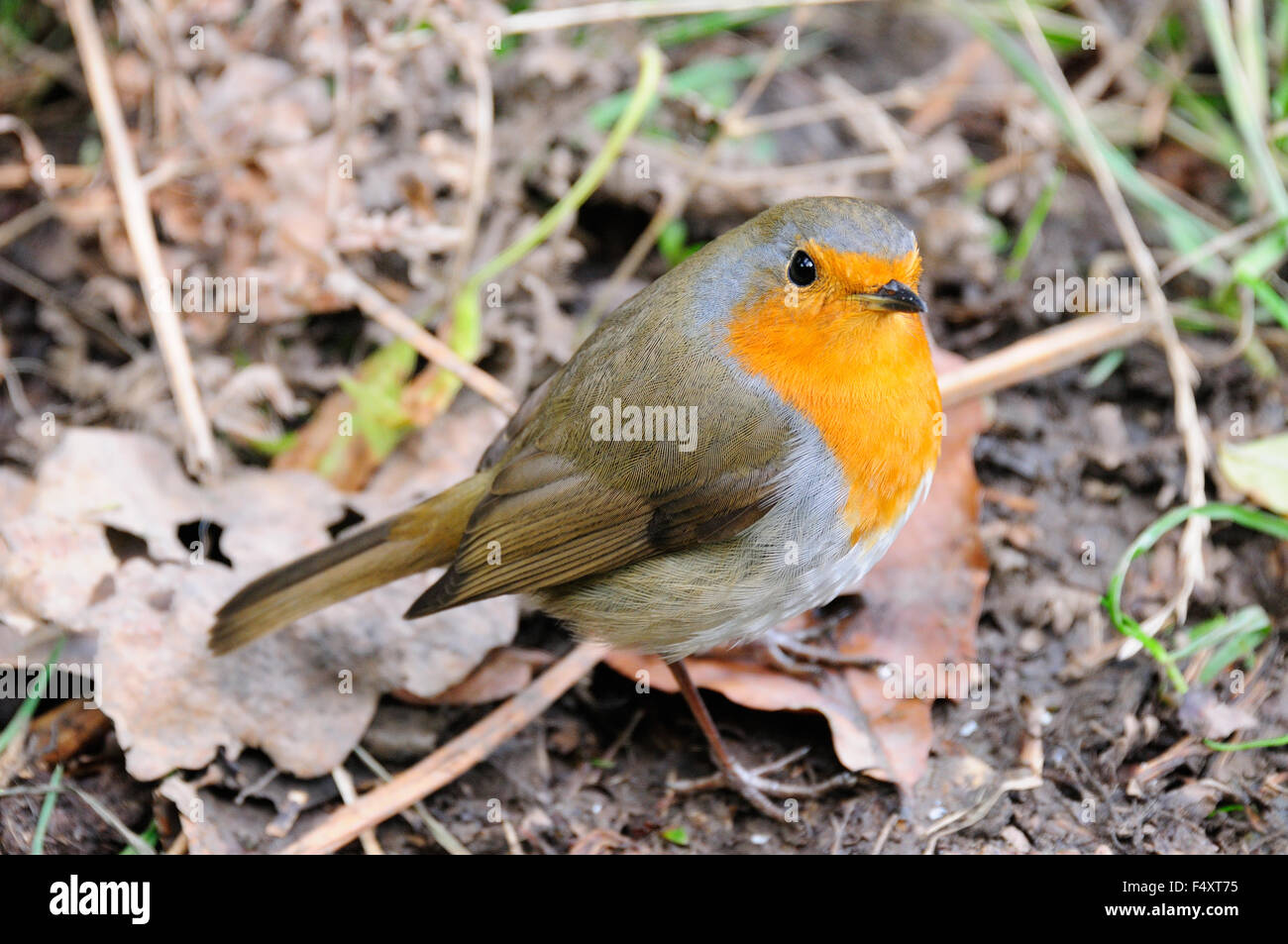 Friendly robins hi-res stock photography and images - Alamy