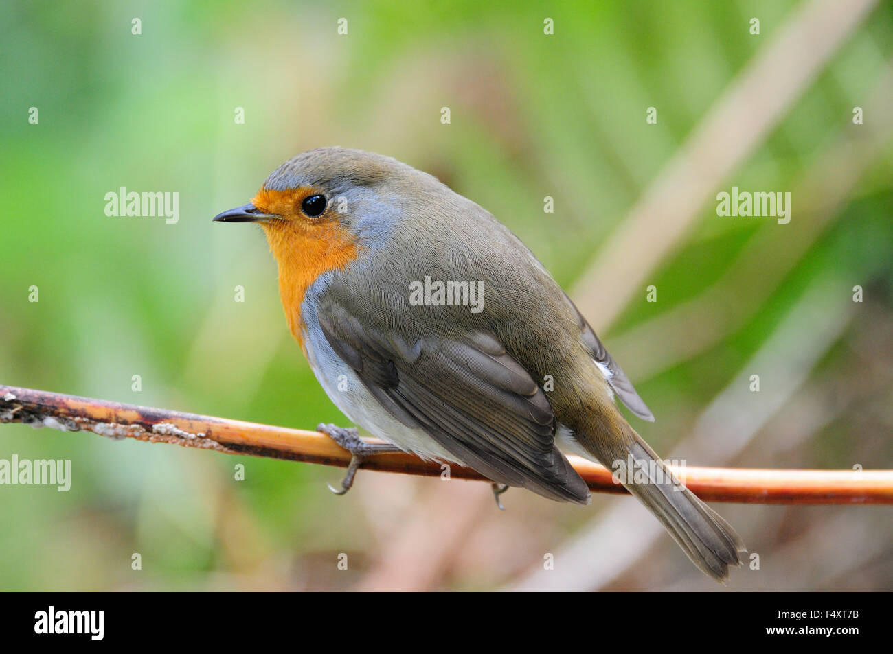 A friendly robin Stock Photo - Alamy