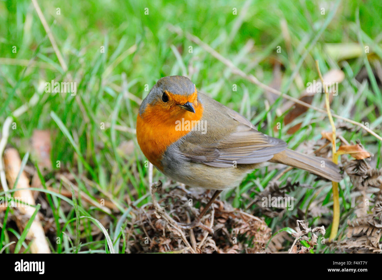 A friendly robin Stock Photo - Alamy