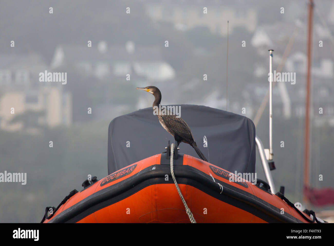 Young cormorant hi-res stock photography and images - Alamy