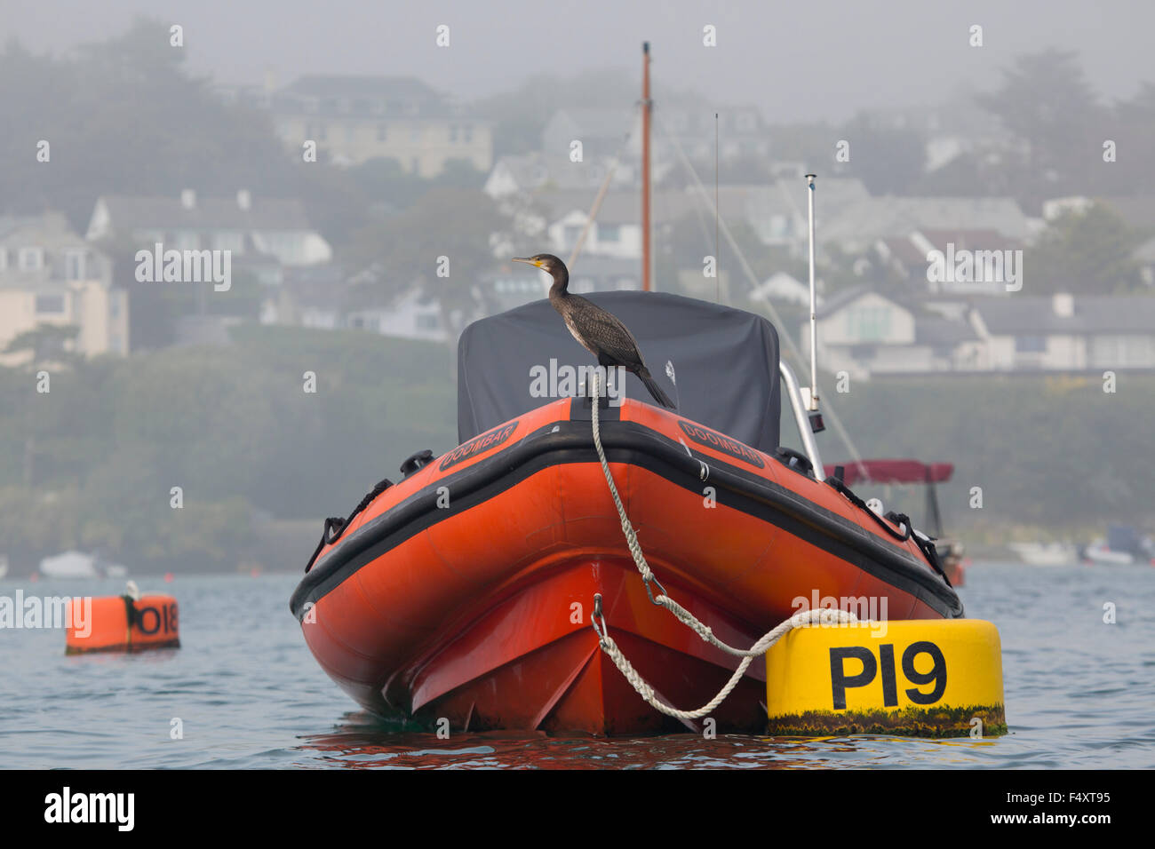 Cormorant; Phalacrocorax carbo Single Young on Boat; Rock; Cornwall; UK ...