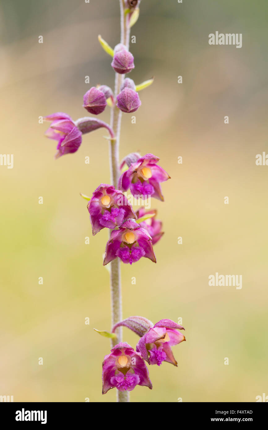 Dark Red Helleborine; Epipactis atrorubens Flower; Cumbria; UK Stock ...