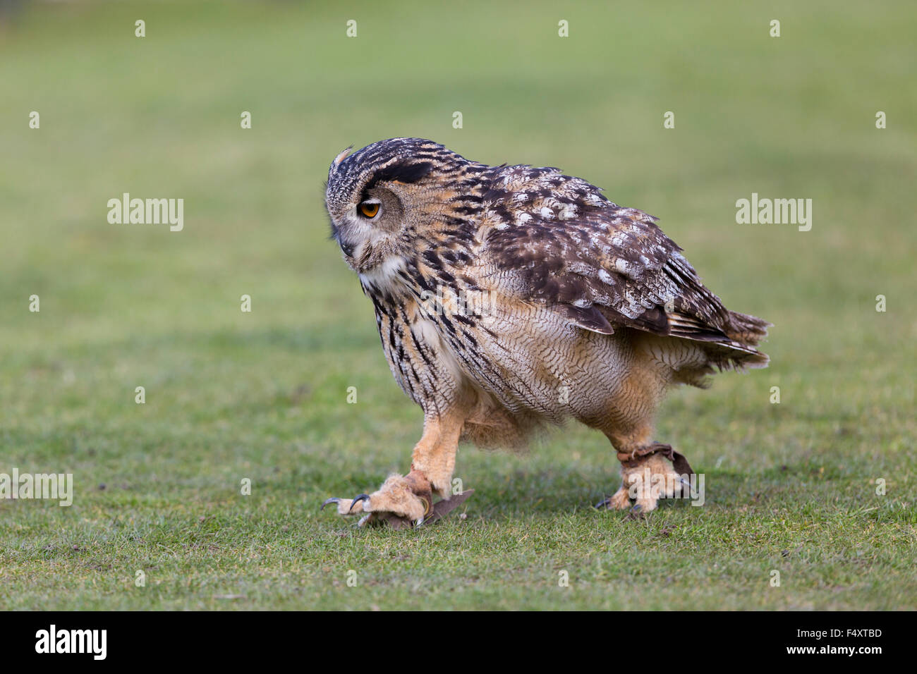 Owl walking hi-res stock photography and images - Alamy