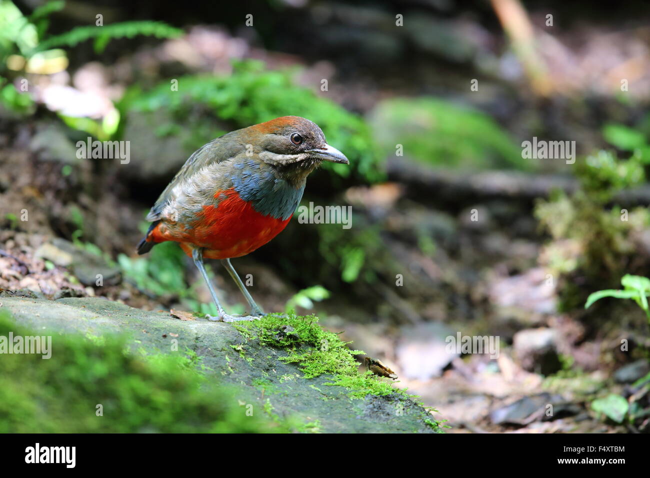 Whiskered Pitta (Erythropitta kochi) in Luzon, Philippines Stock Photo ...
