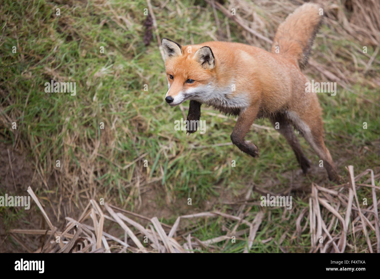 Leaping fox hi-res stock photography and images - Alamy