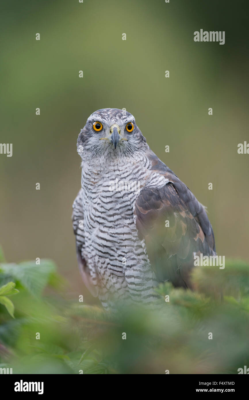Male goshawk hi-res stock photography and images - Alamy