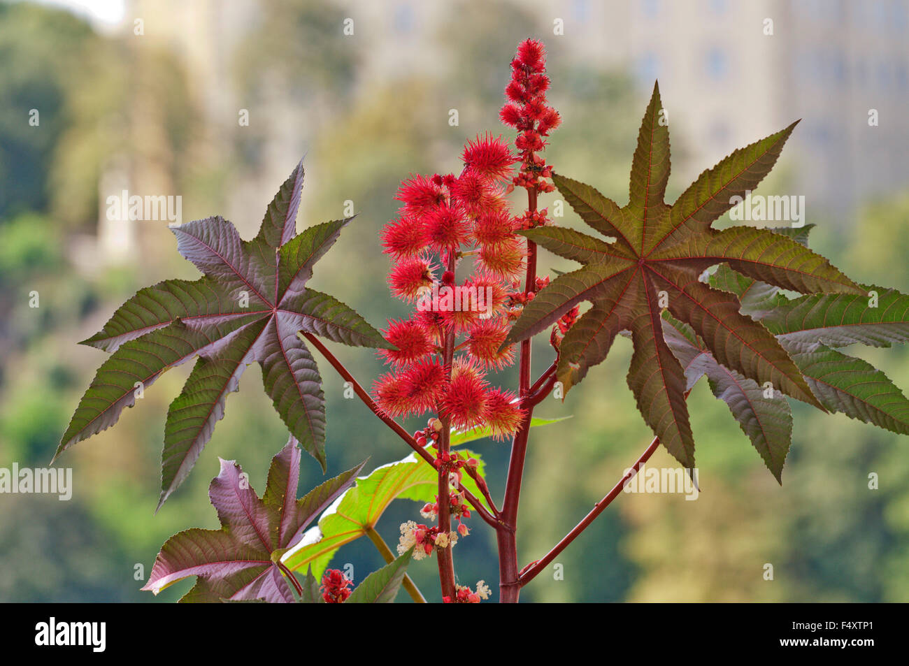 Castor oil plant (Ricinus communis Stock Photo - Alamy