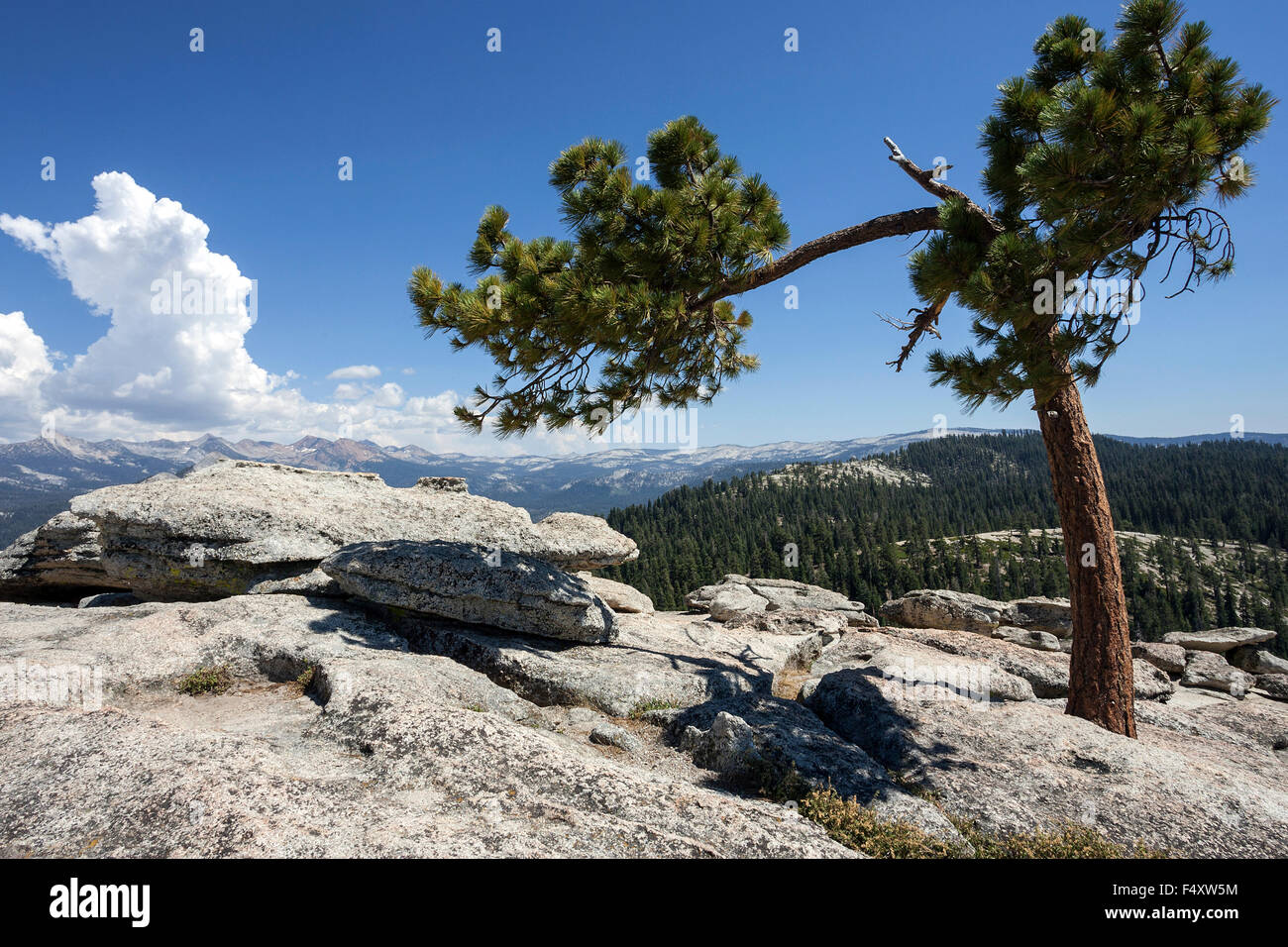 Jeffrey pine (Pinus jeffreyi) growing between rocks, Sentinel Dome ...