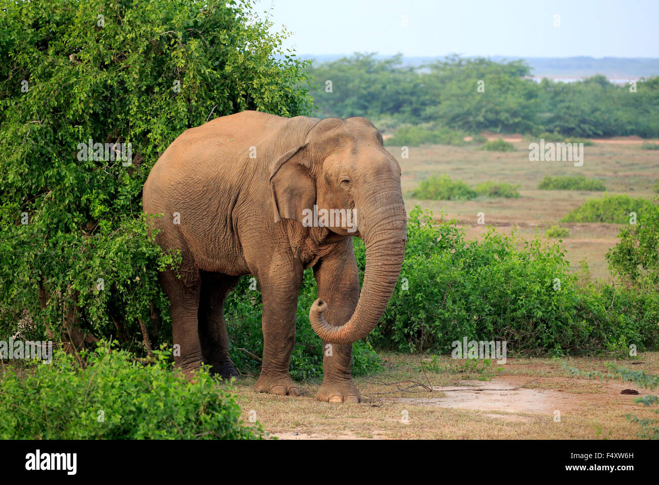Sri Lankan elephant (Elephas maximus maximus), male, foraging, Bundala ...