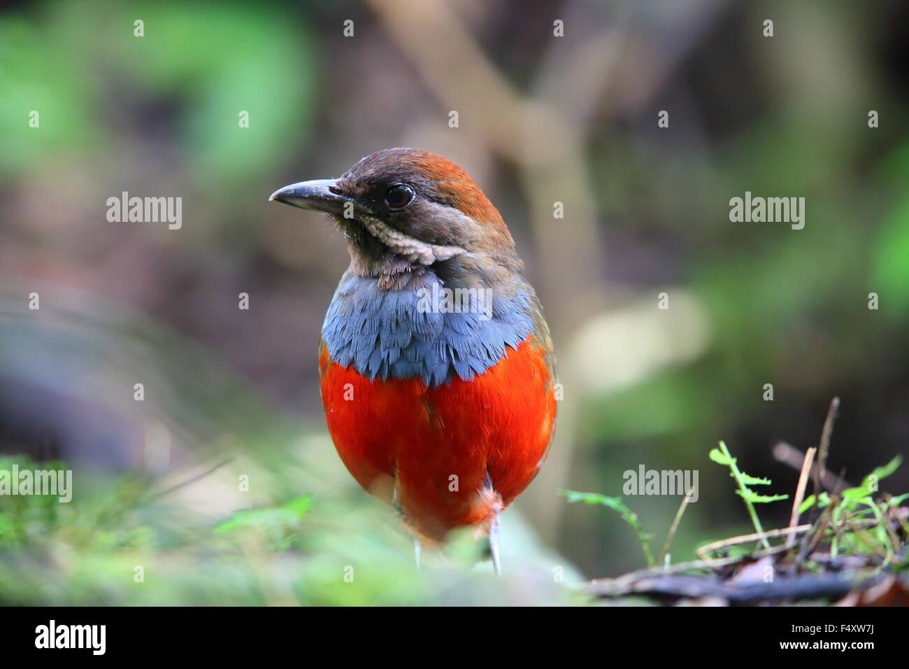 Whiskered Pitta (Erythropitta kochi) in Luzon, Philippines Stock Photo ...