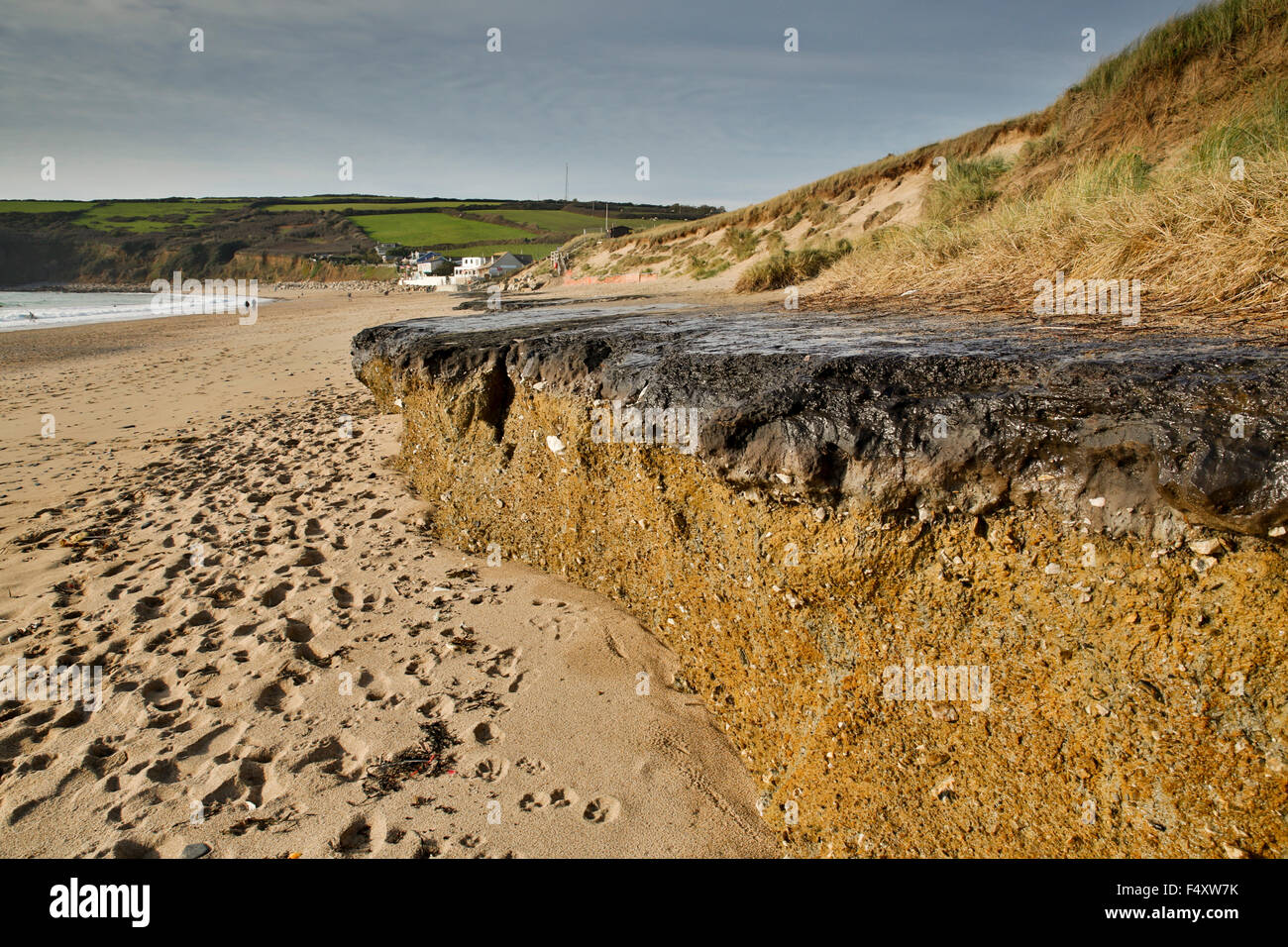 Praa Sands; Fossil Forest Cornwall; UK Stock Photo - Alamy