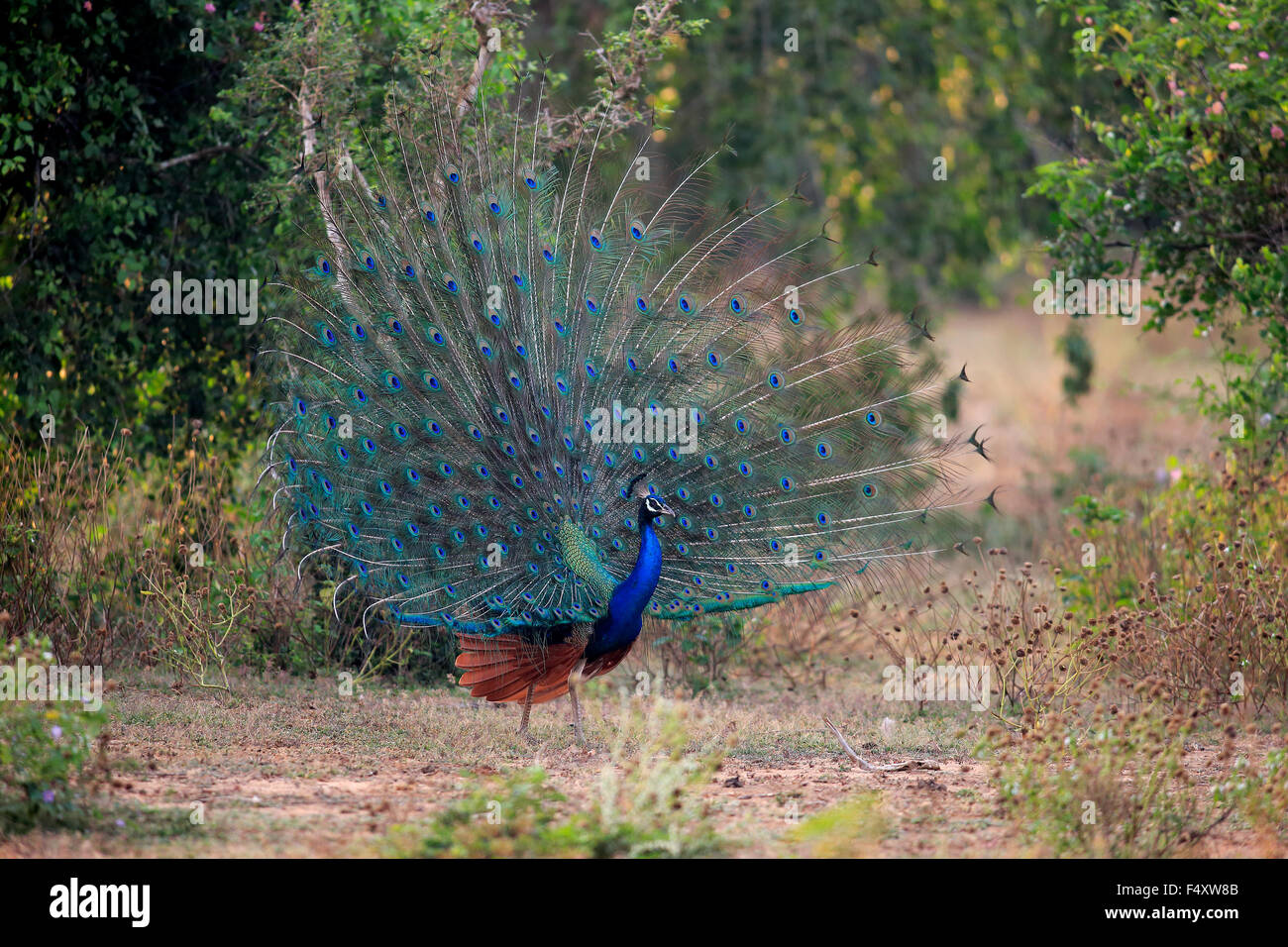 Peacock spreading feathers hi-res stock photography and images - Alamy