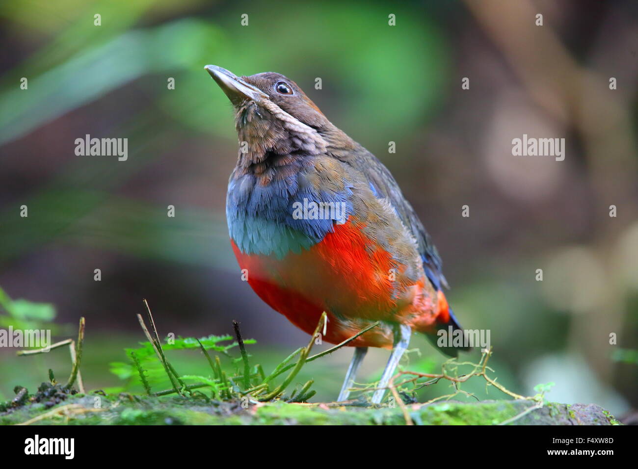 Whiskered Pitta (Erythropitta kochi) in Luzon, Philippines Stock Photo ...