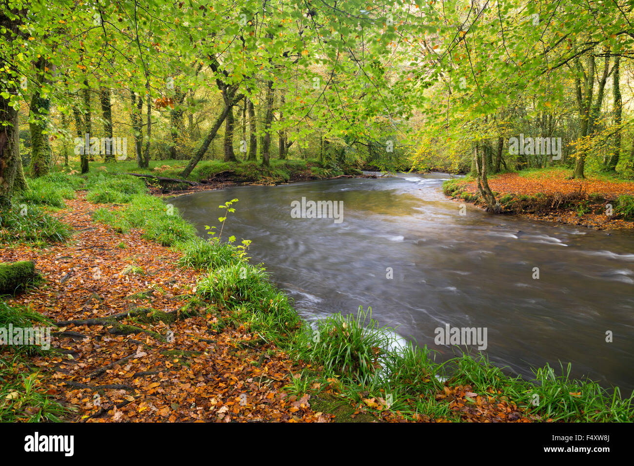 River Camel; Shell Woods Bodmin; Cornwall; UK Stock Photo - Alamy