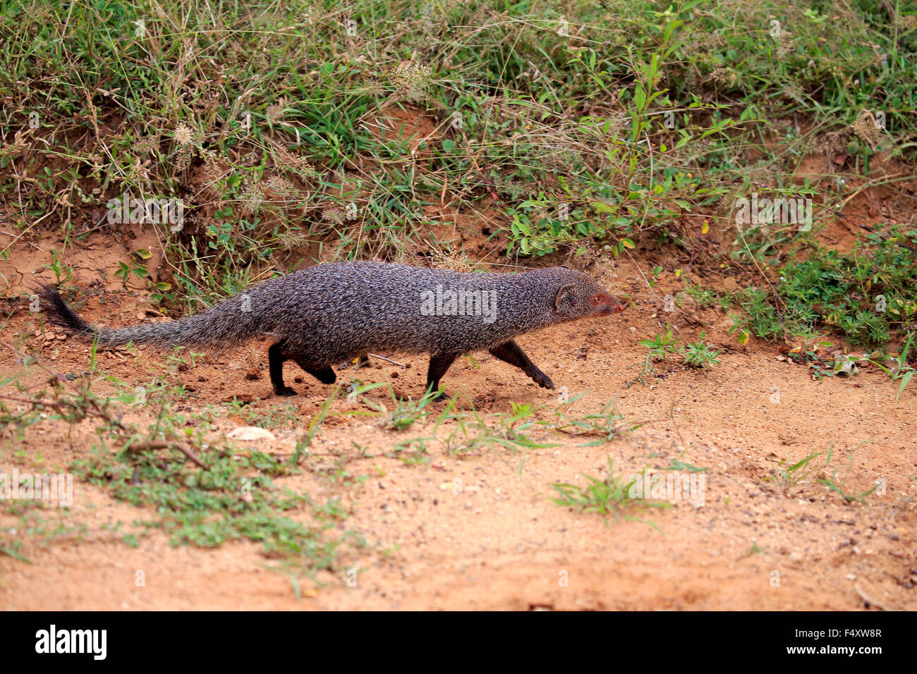Indian gray mongoose (Herpestes edwardsii), adult, Bundala National ...