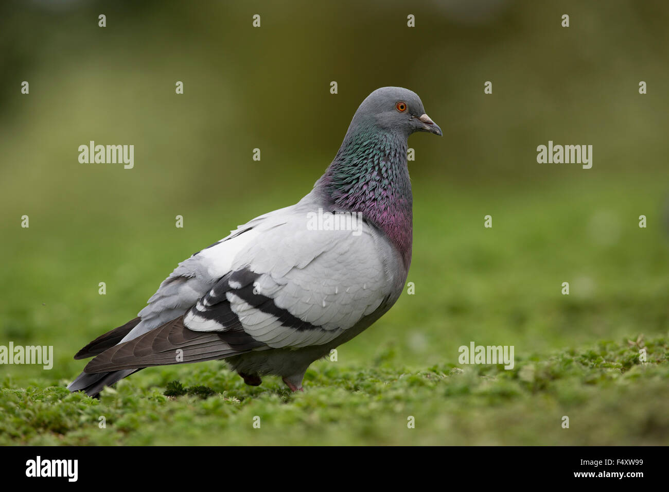 Rock Dove or Feral Pigeon; Columba livia Single; Northumberland; UK ...