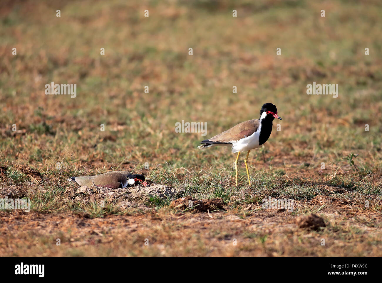 Red-wattled lapwing (Vanellus indicus), couple brooding, Bundala ...