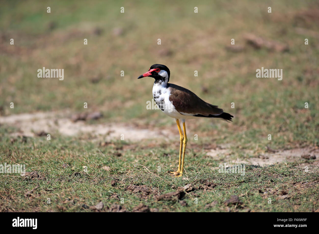 Red-wattled lapwing (Vanellus indicus), immature plumage, Bundala ...