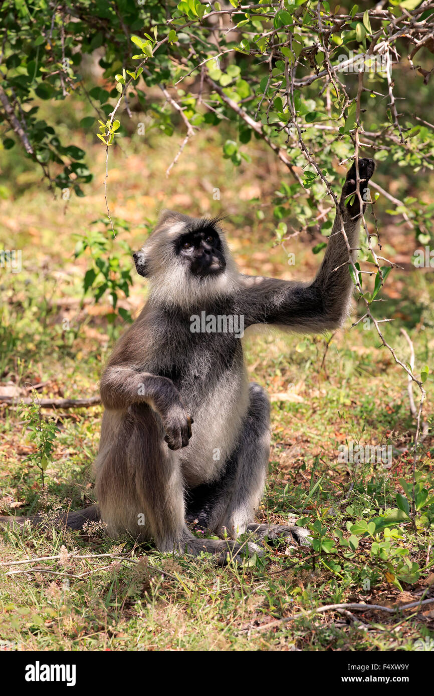 Tufted gray langur (Semnopithecus priam), adult male, foraging, Yala ...