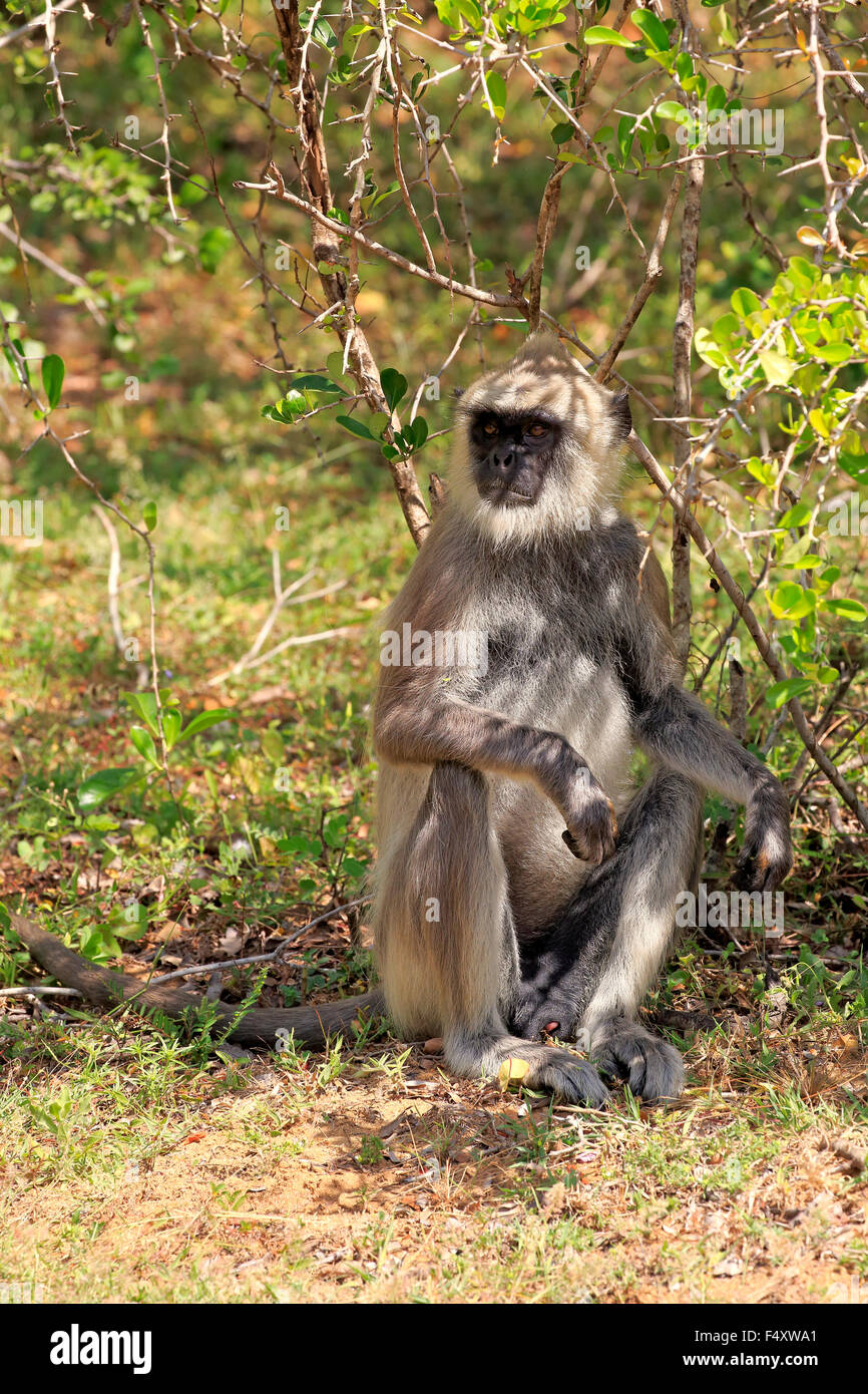 Tufted gray langur (Semnopithecus priam), adult male, sitting under a ...