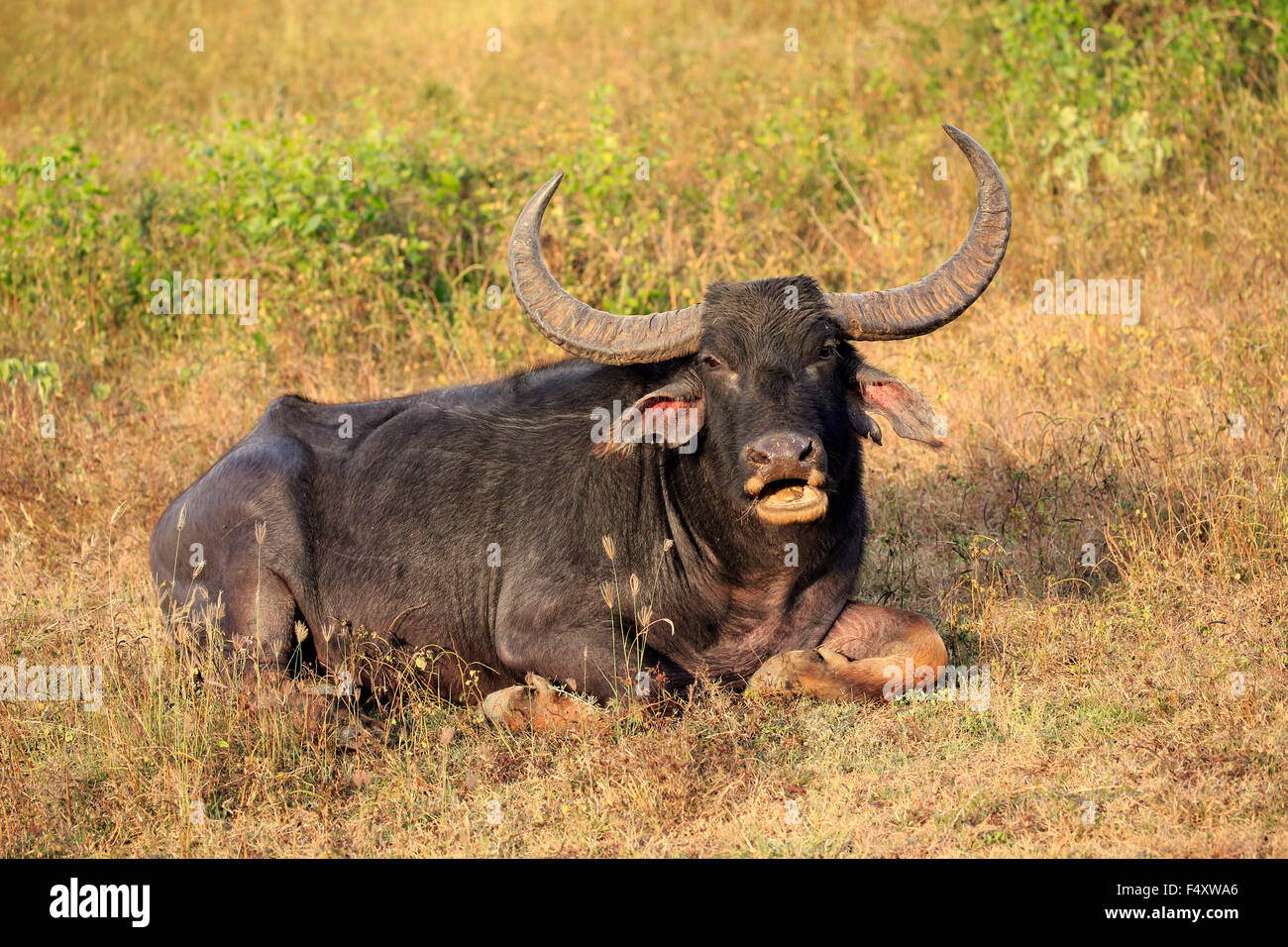 Wild water buffalo (Bubalus arnee), adult male, lying in grass, chewing ...