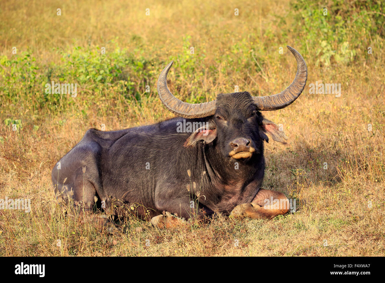 Buffalo resting in water hi-res stock photography and images - Alamy