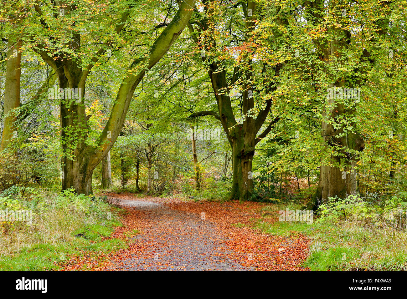 Savernake forest hi-res stock photography and images - Alamy