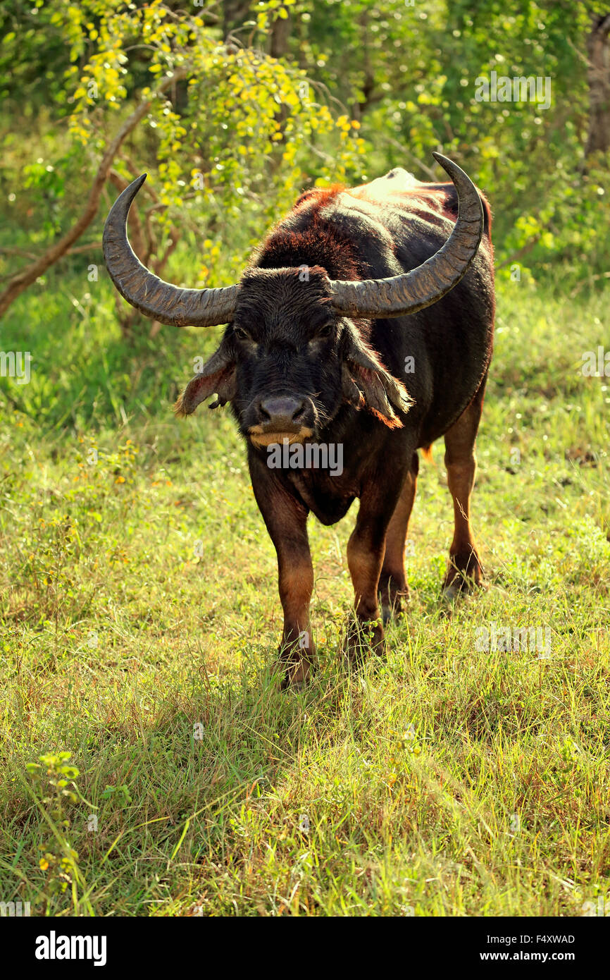 Wild water buffalo (Bubalus arnee), adult male, Yala National Park, Sri ...