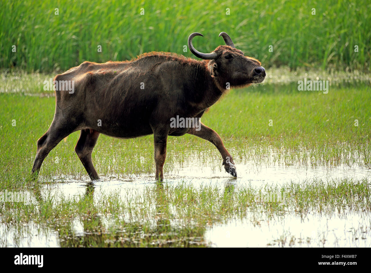 Female Water Buffalo High Resolution Stock Photography and Images - Alamy