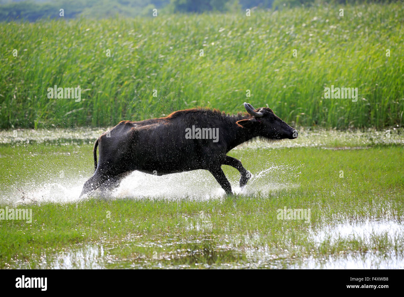 Water buffalo (Bubalis bubalis), adult, running through water, Bundala ...