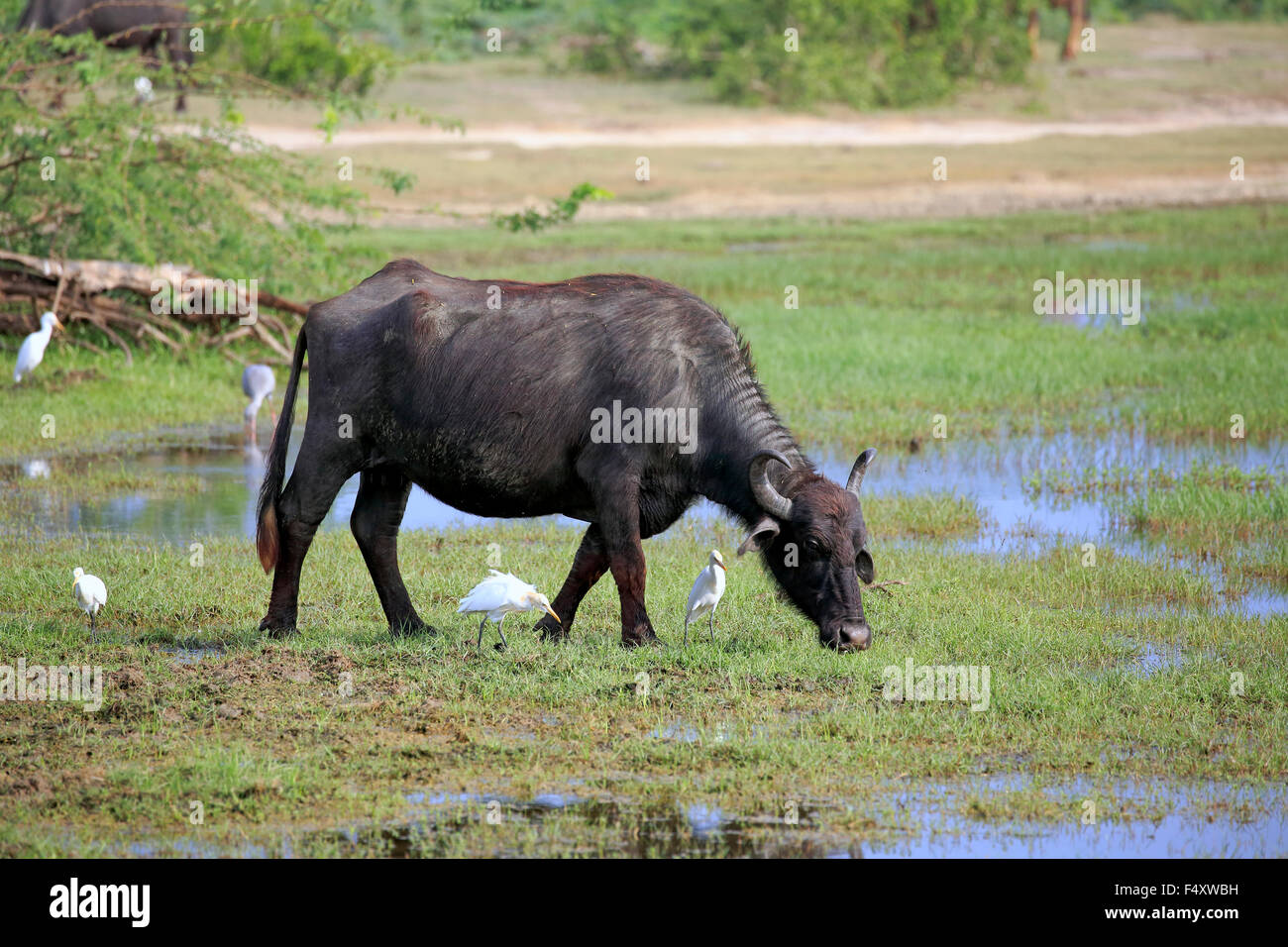 Water buffalo and cattle egrets hi-res stock photography and images - Alamy