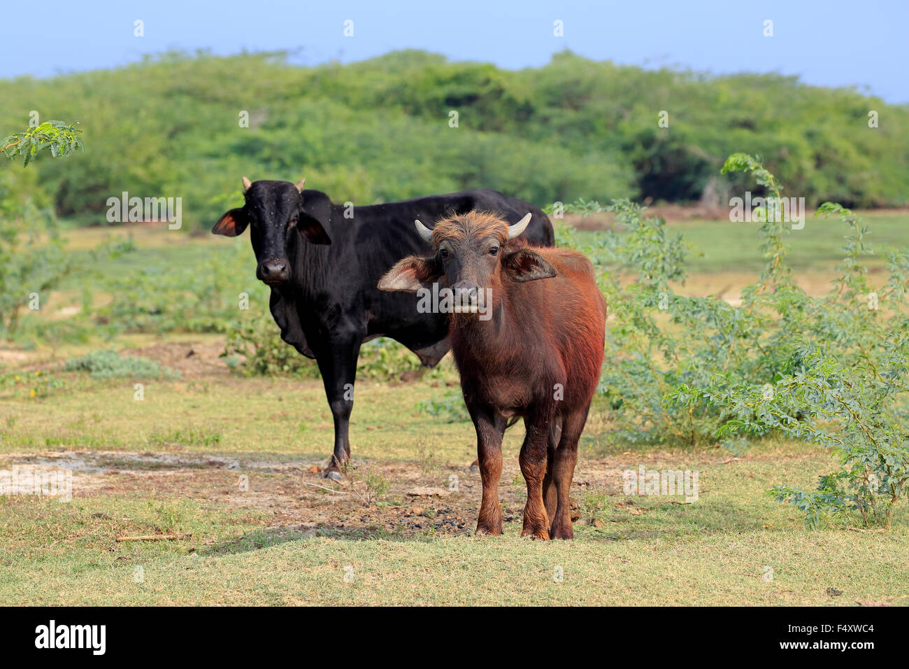 Bubalus bubalis hi-res stock photography and images - Alamy