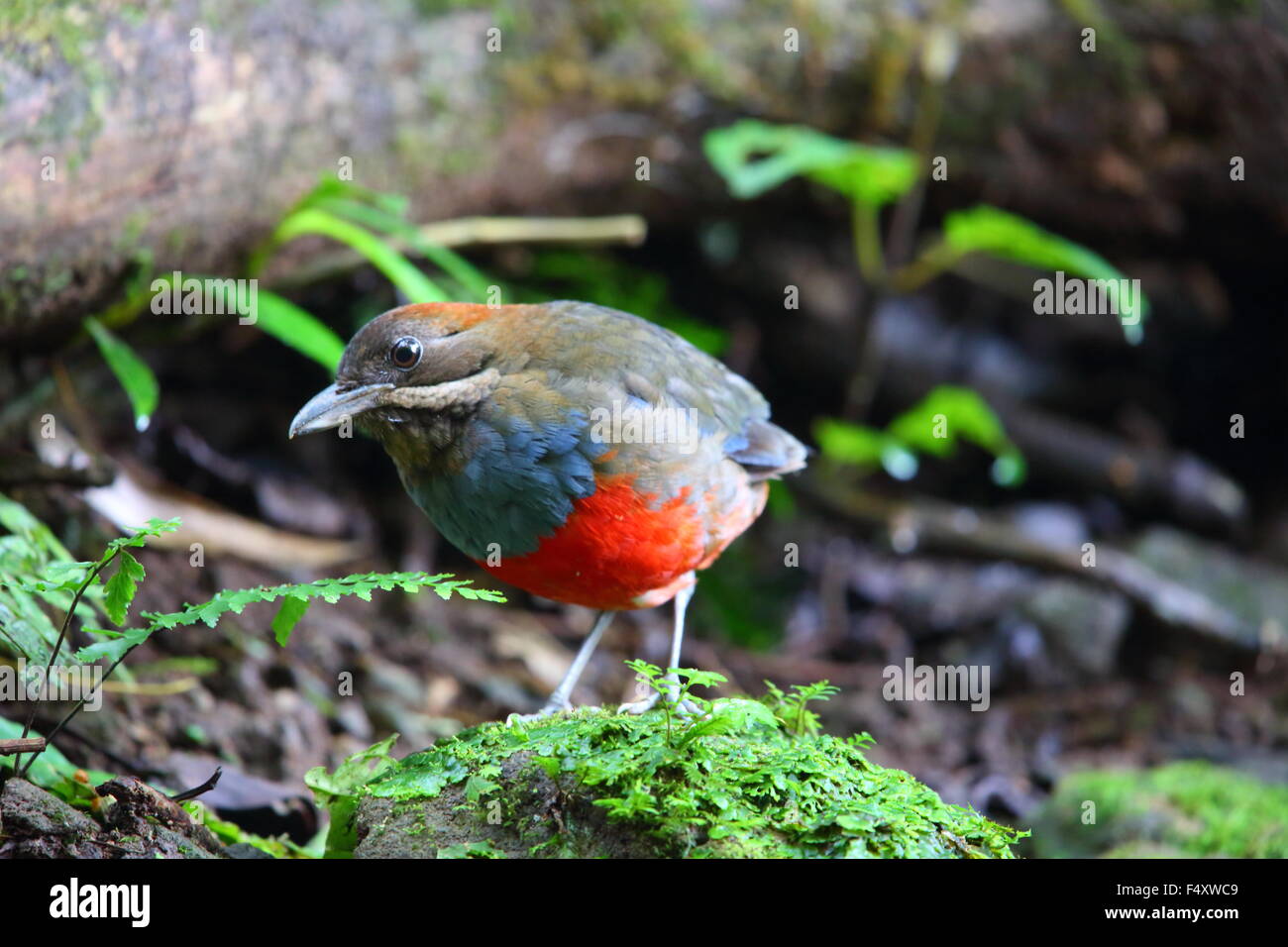 Whiskered Pitta (Erythropitta kochi) in Luzon, Philippines Stock Photo ...