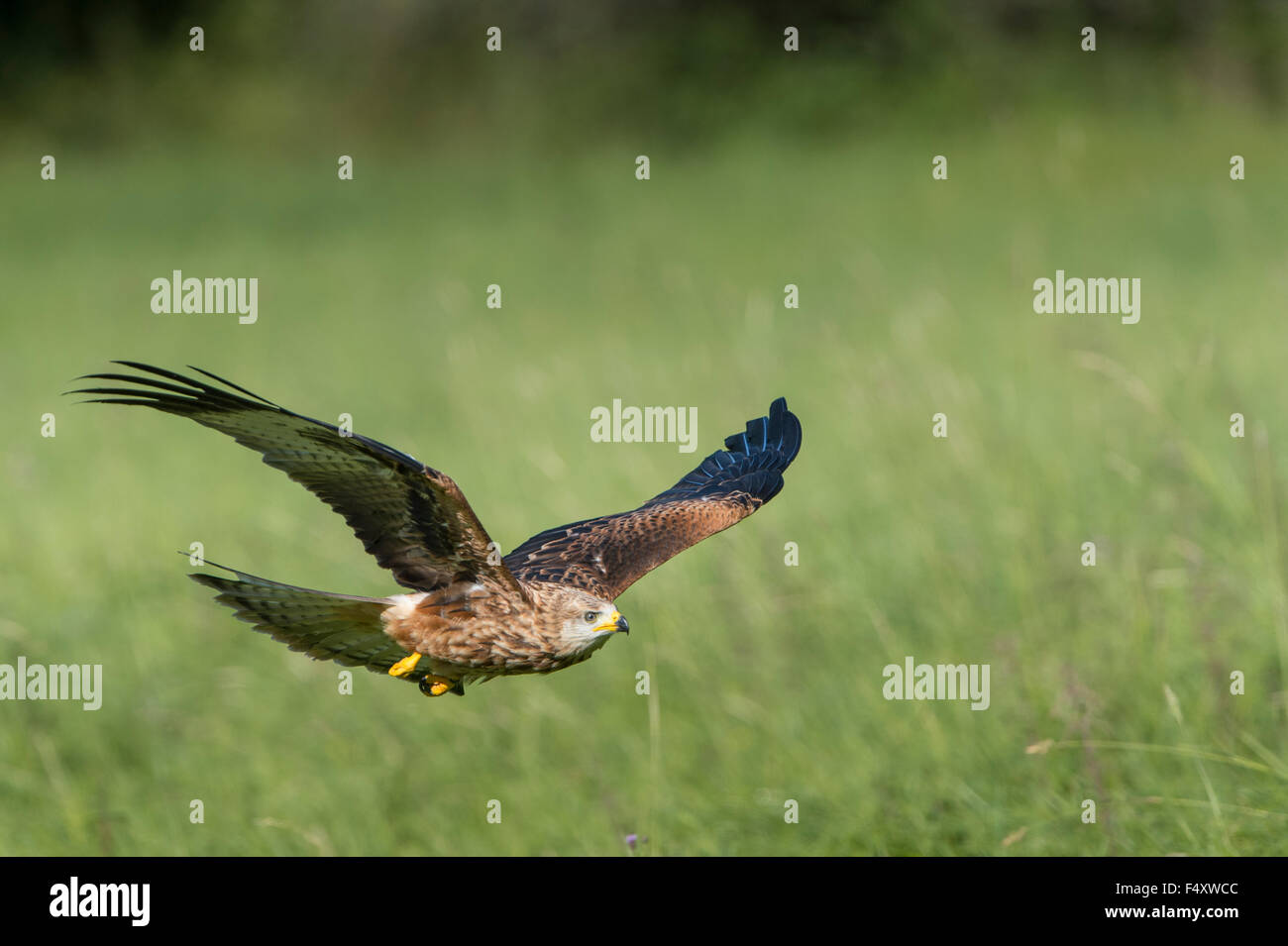 Red kite (Milvus milvus), captive, in flight, Eifel, Germany Stock ...
