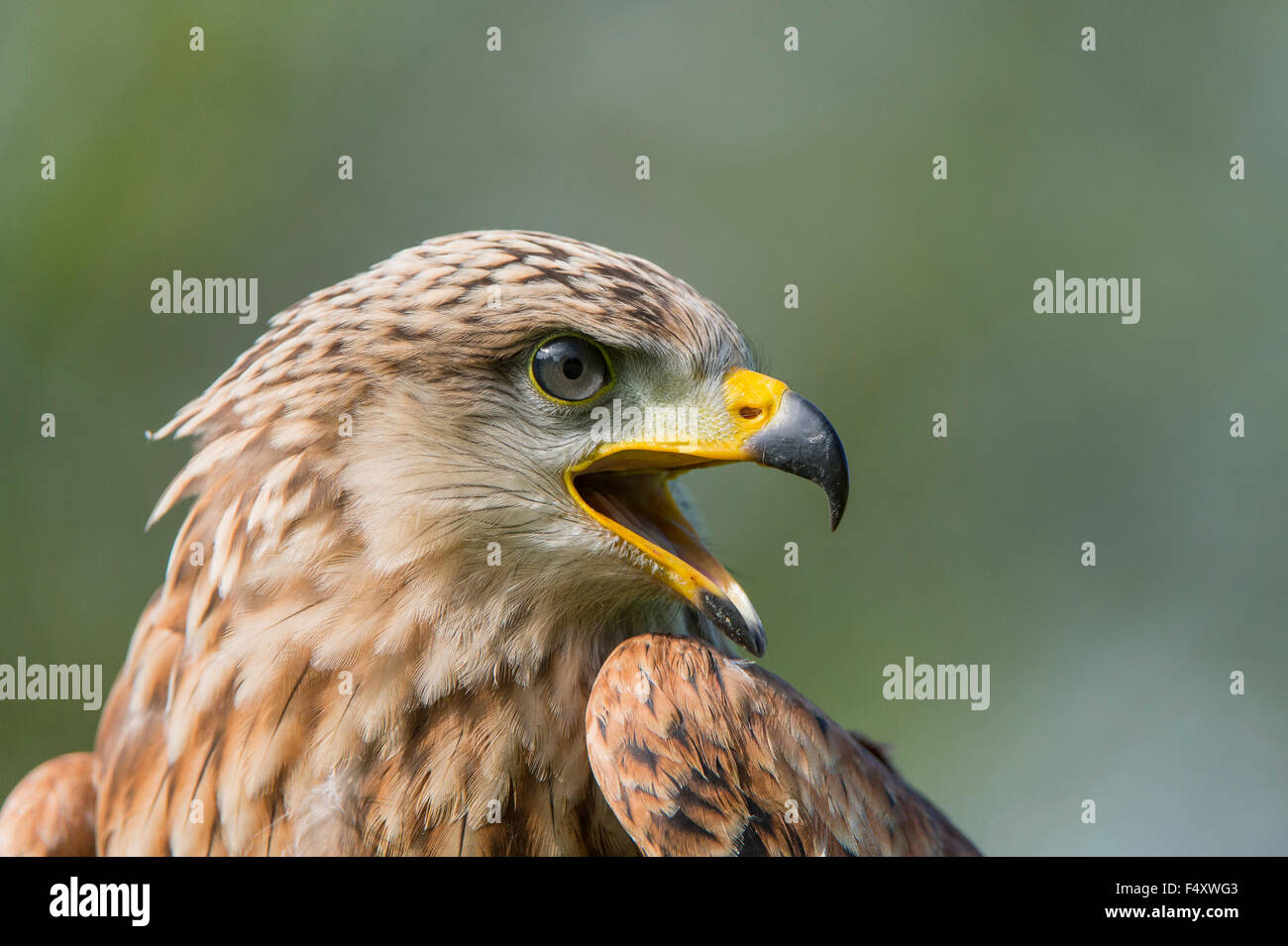 Portrait red kite hi-res stock photography and images - Alamy