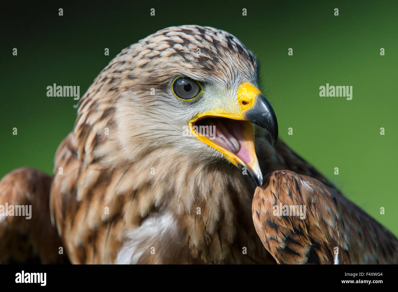 Portrait red kite hi-res stock photography and images - Alamy