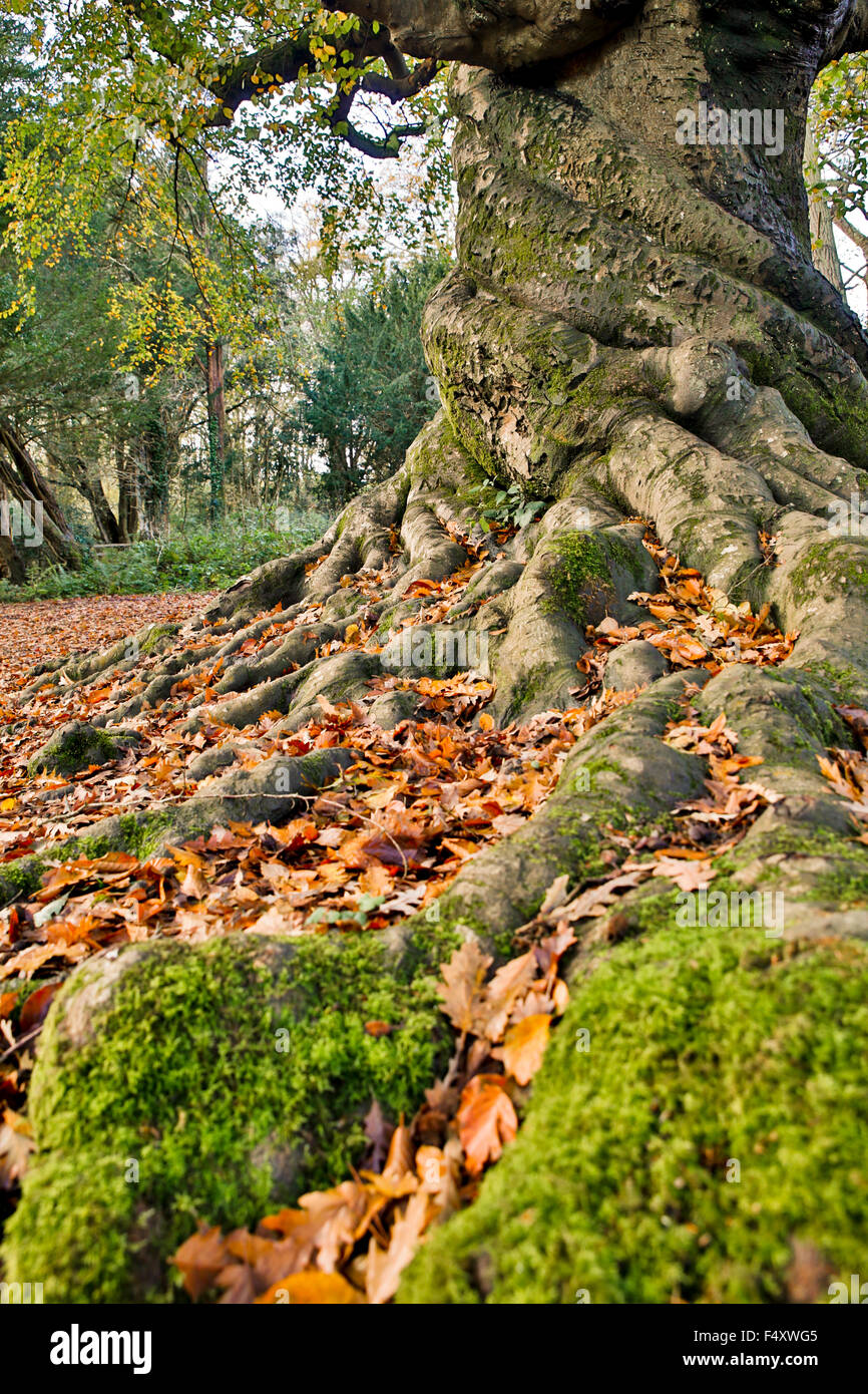 Twisted Beech Tree; Fagus sylvatica Ancient Tree; Tehidy; Cornwall; UK ...