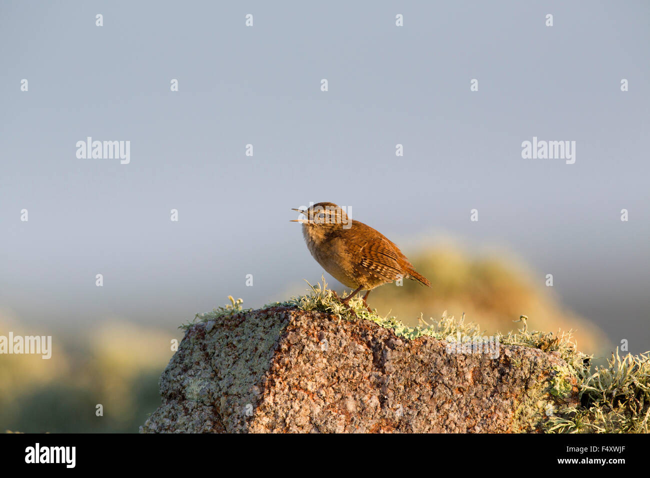 Bird sing cornwall hi-res stock photography and images - Alamy