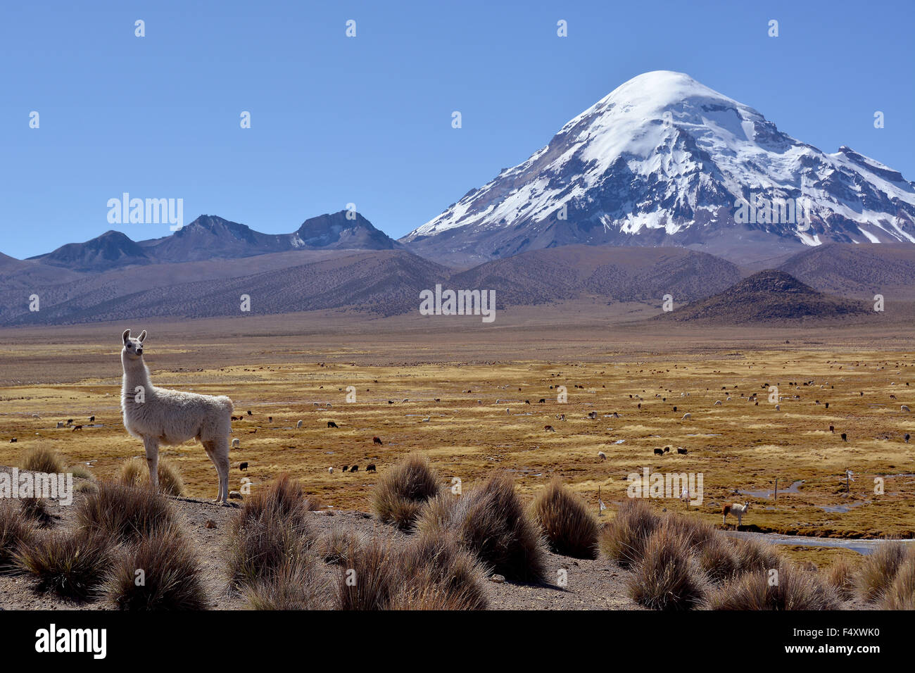 Llama (Lama glama) in front of Nevado Sajama volcano, Sajama National ...