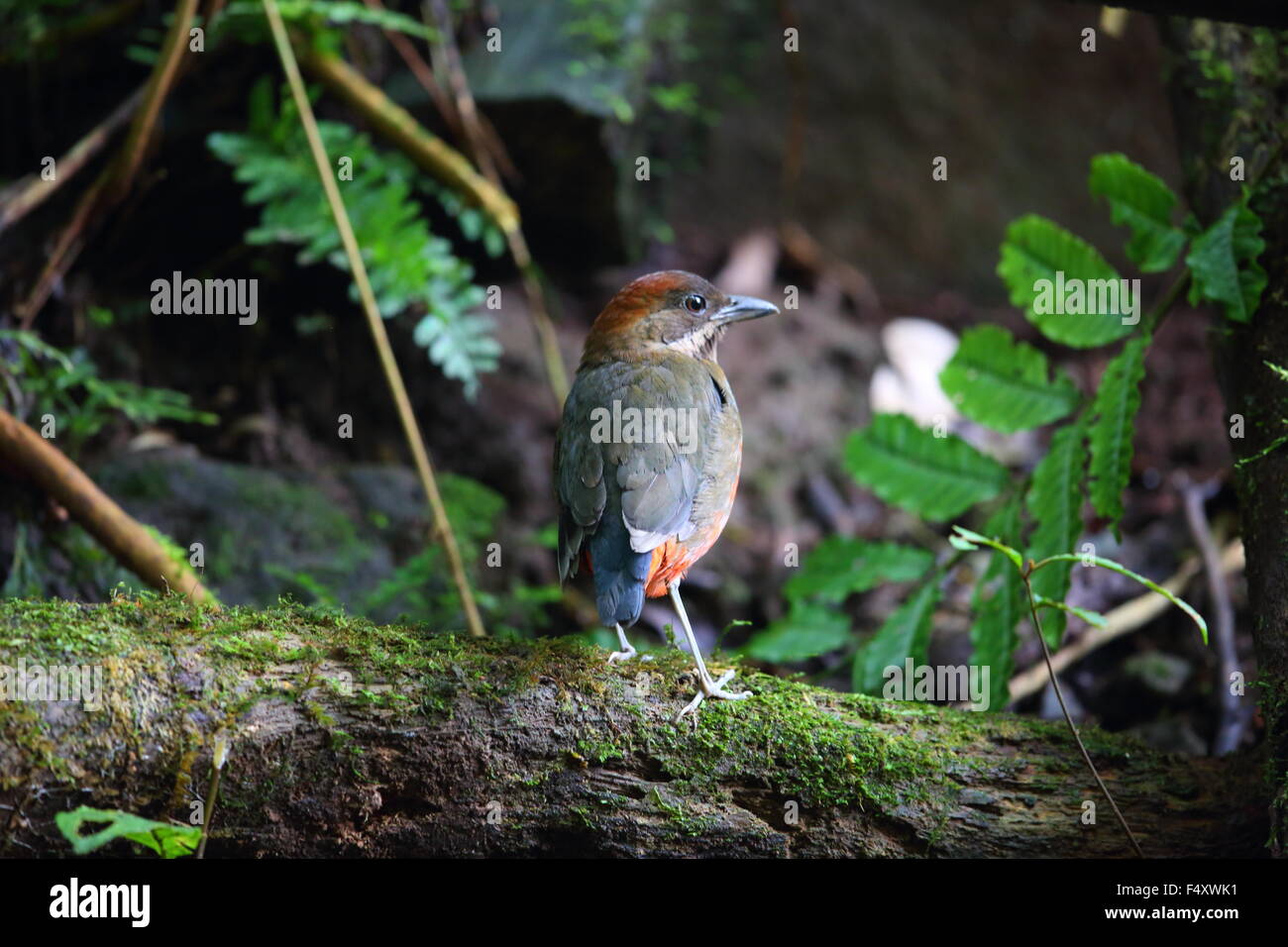 Whiskered Pitta (Erythropitta kochi) in Luzon, Philippines Stock Photo ...