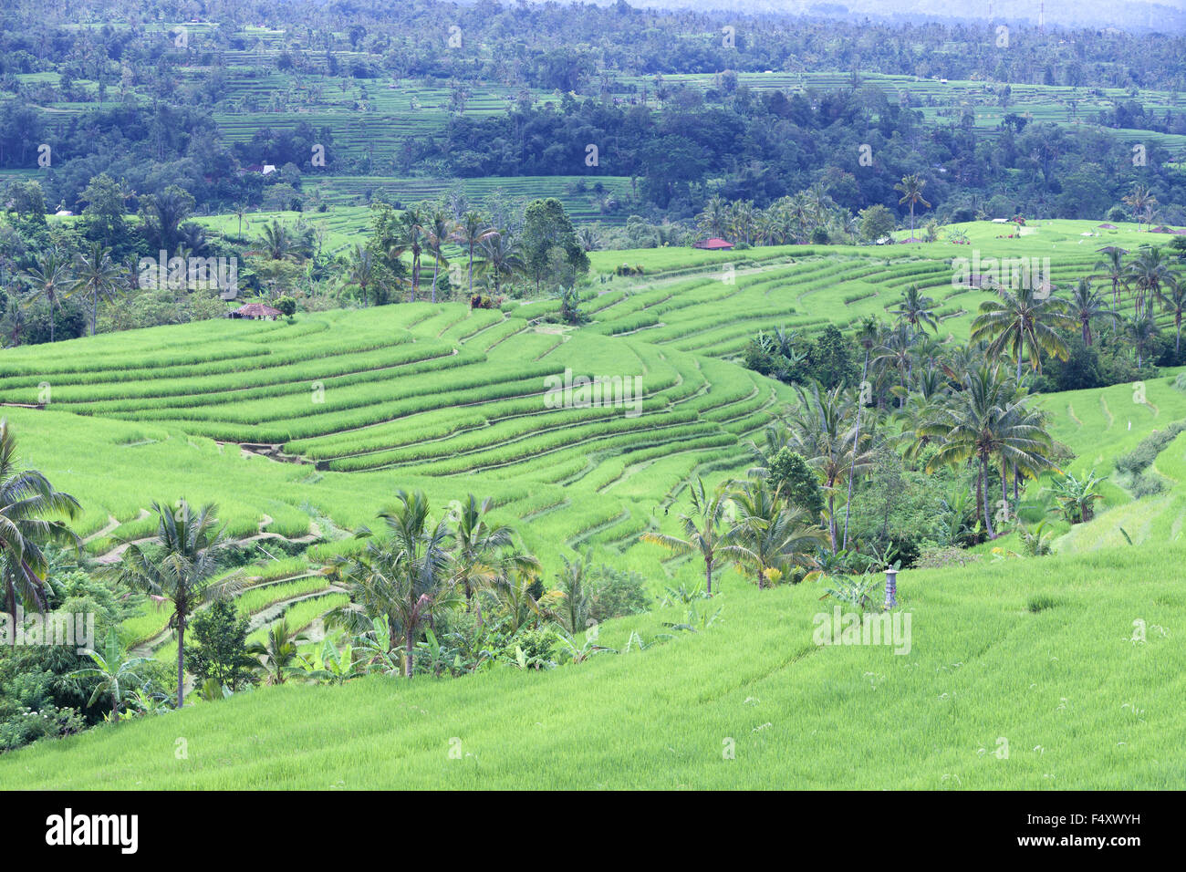 The famous rice terraces of Jatiluwih, Bali, Indonesia Stock Photo - Alamy